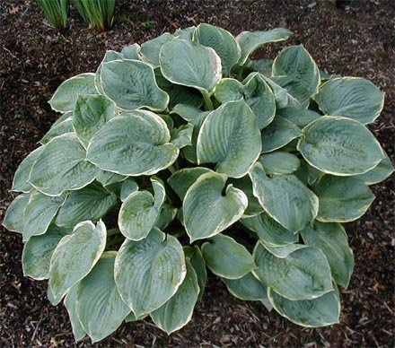 Hosta 'Pizzazz' | | plant lust