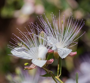 Capparis from multiple nurseries on Plant Lust