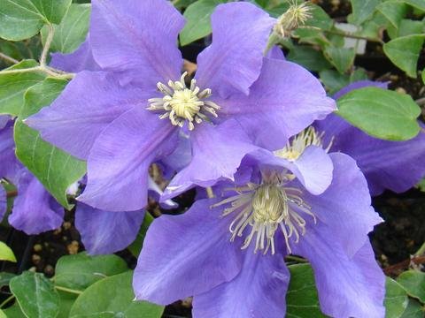 Clematis Chevalier™ PP25608 | Clematis 'Chevalier' | Chevalier Large ...