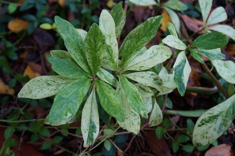 Illicium parviflorum 'Florence' | Illicium parviflorum 'Florence ...
