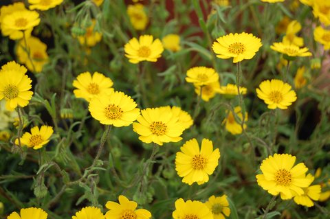 Layia gaillardioides | Woodland Tidytips | plant lust