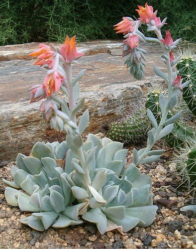 Echeveria runyonii | Chalk Rose Echeveria | plant lust