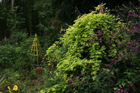 Fallopia baldschuanica 'Lemon Lace' | Bilderdykia aubertii 'Lemon Lace ...