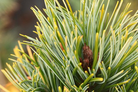 Pinus koraiensis 'Anna' | Anna Korean Pine | plant lust