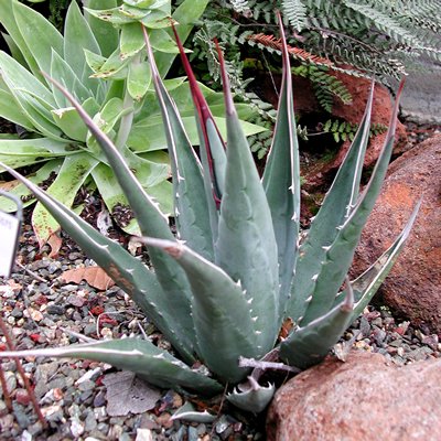 Agave utahensis ssp. kaibabensis | | plant lust
