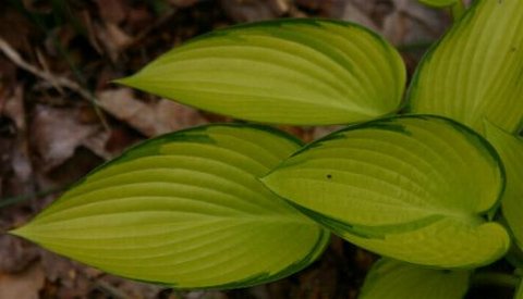 Hosta 'June Fever' | plant lust