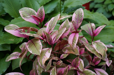 Fuchsia 'John Ridding' | Fuchsia triphylla 'Firecracker' | Firecracker ...