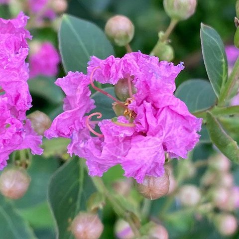 Lagerstroemia indica 'Twlight' | Twilight Crape Myrtle | plant lust