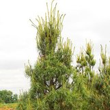 Pinus strobus 'Torulosa' | Pinus strobus 'Contorta' | Contorted Eastern ...