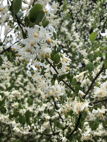 Styrax wilsonii | Chinese Snowbell | Wilson's Snowbell | plant lust