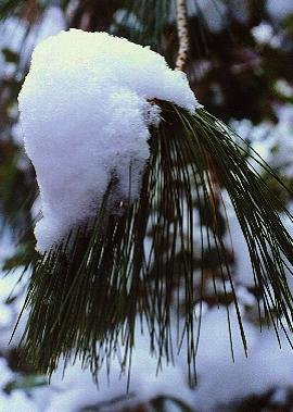 Pinus wallichiana | Pinus chylla | Pinus excelsa | Pinus griffithii ...