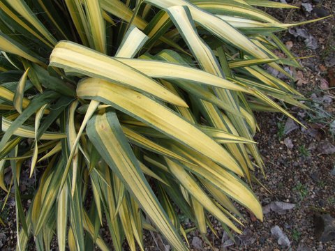 Yucca 'Garland Gold' | Yucca filamentosa 'Garland Gold' | Yucca ...