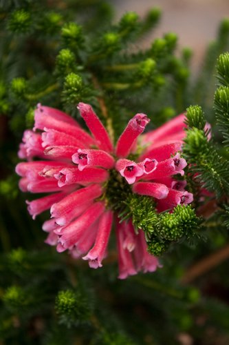 Erica verticillata | Heath | Heather | plant lust