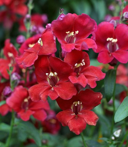 Antirrhinum majus 'Chantilly Velvet' | plant lust