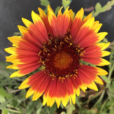 Gaillardia x grandiflora 'Arizona Sun' | Gaillardia aristata 'Arizona ...