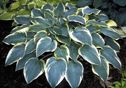 Hosta 'First Frost' | | plant lust