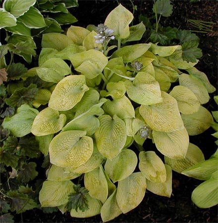 Hosta 'Golden Bullion' | Hosta | Plantain Lily | plant lust