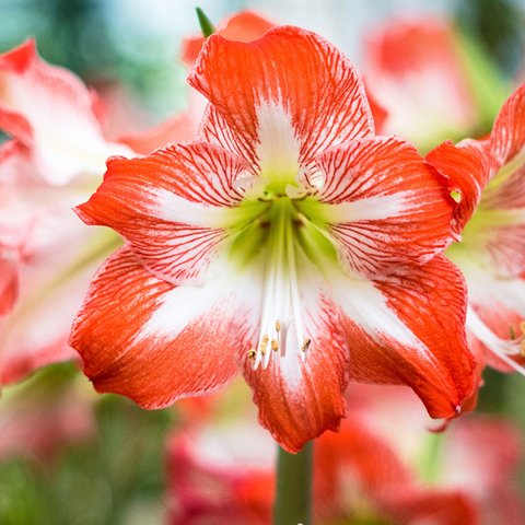 Hippeastrum 'Minerva' | Amaryllis 'Minerva' | plant lust