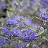 Caryopteris divaricata 'Blue Butterflies' | Blue Butterflies Bluebeard ...