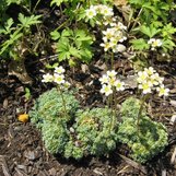 Saxifraga paniculata var. minutifolia | Encrusted Saxifrage | Silver ...