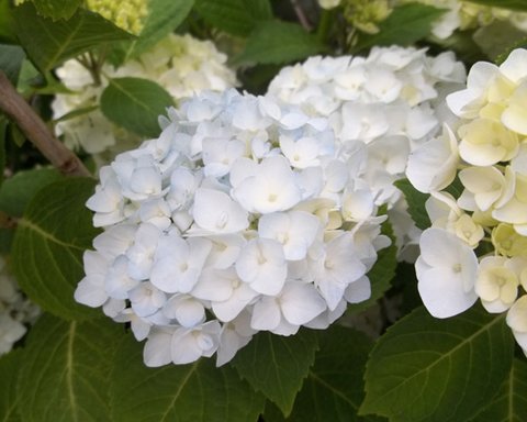 Hydrangea macrophylla 'Blushing Bride' PP17169 | Hydrangea macrophylla ...