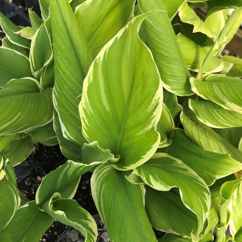 Zingiber mioga 'Dancing Crane' | Zingiber mioga 'Nakafu' | Dancing ...