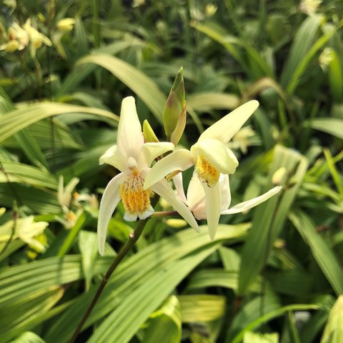 Bletilla ochracea 'Chinese Butterfly' | Bletilla Chinese Butterfly ...