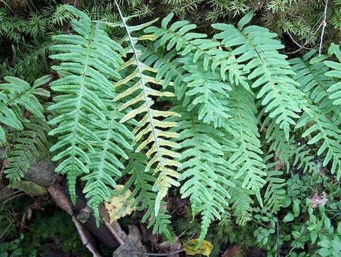 Polypodium vulgare | Polypody Fern | plant lust