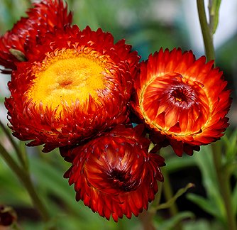 Xerochrysum bracteatum 'Monster Fireball' | Helichrysum bracteatum ...