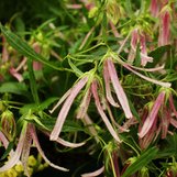 Campanula 'Pink Octopus' PP18885 | Pink Octopus Bellflower | plant lust