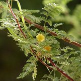 Acacia constricta | Whitethorn Acacia | plant lust