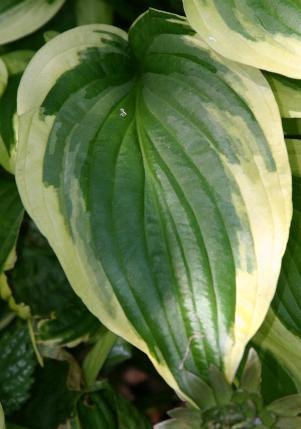 Hosta 'Honeysong' | | plant lust
