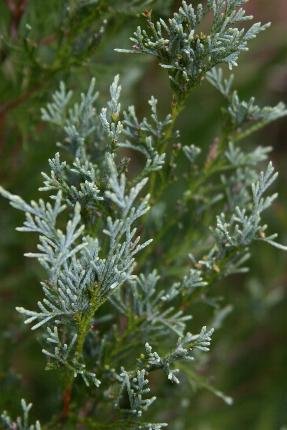 Juniperus scopulorum 'Wichita Blue' | Wichita Blue Rocky Mountain ...