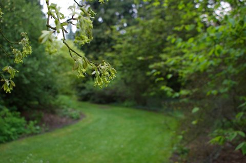 Acer monspessulanum | Montpelier Maple | Montpellier Maple | plant lust