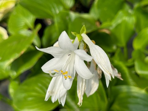 Hosta 'Royal Crest' | | plant lust