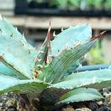 Agave xylonacantha | Agave xylocantha | Green Striped Agave | Saw Leaf ...