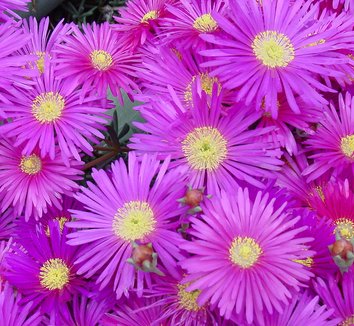 Lampranthus from multiple nurseries on Plant Lust