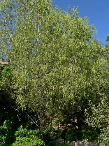 Geijera parviflora | Australian Willow | Wilga | plant lust