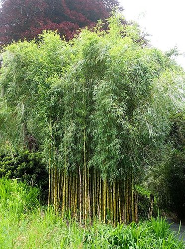 Chusquea gigantea | Clumping Bamboo | plant lust