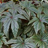 Begonia 'Gryphon' | plant lust