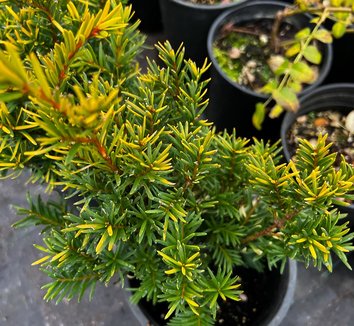 Taxus from multiple nurseries on Plant Lust