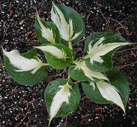 Hosta 'Revolution' | | plant lust