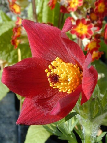 Pulsatilla vulgaris 'Röde Klokke' | Pulsatilla vulgaris 'Red Bell ...