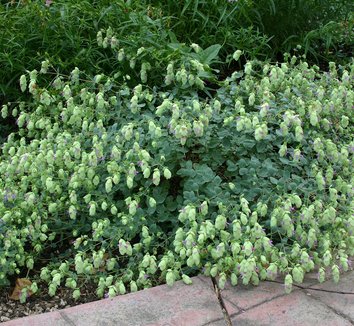 Origanum from multiple nurseries on Plant Lust