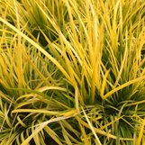 Acorus gramineus 'Minimus Aureus' | Acorus gramineus 'Pusillus Aurea ...