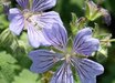 Geranium | plant lust