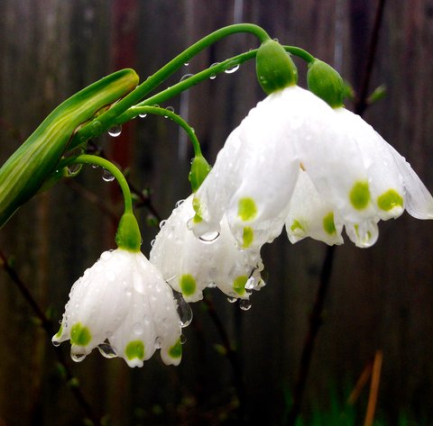 Leucojum aestivum | Summer Snowflakes | plant lust