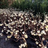 Edgeworthia papyrifera | Edgeworthia chrysantha (diploid form ...