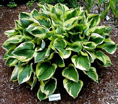 Hosta 'Twilight' | | plant lust