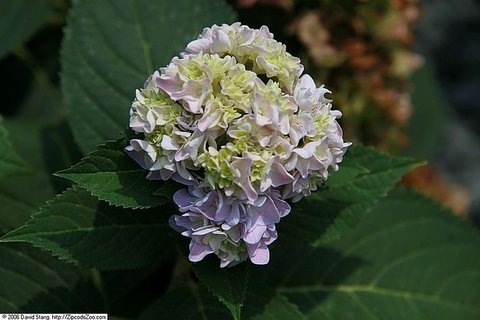 Hydrangea macrophylla 'Charm' | Hydrangea macrophylla 'Charm Red ...